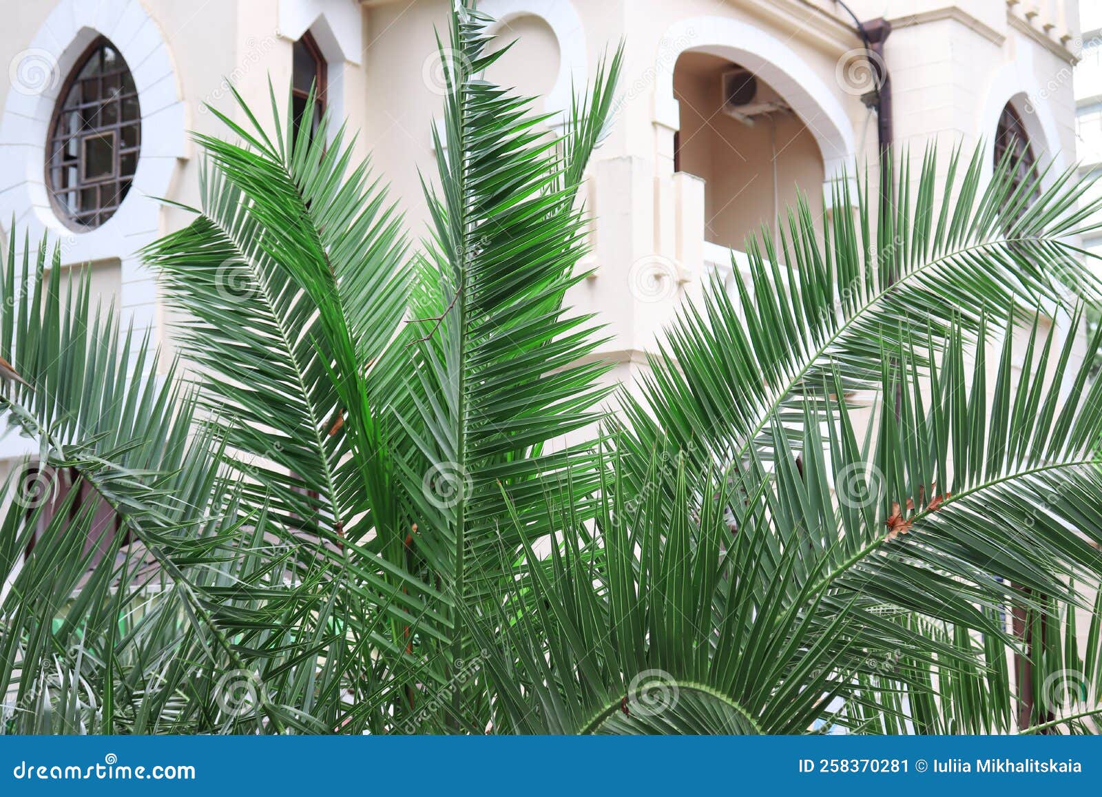 Abstract Architectural Background with Exptic Palm Tree Leaves on ...