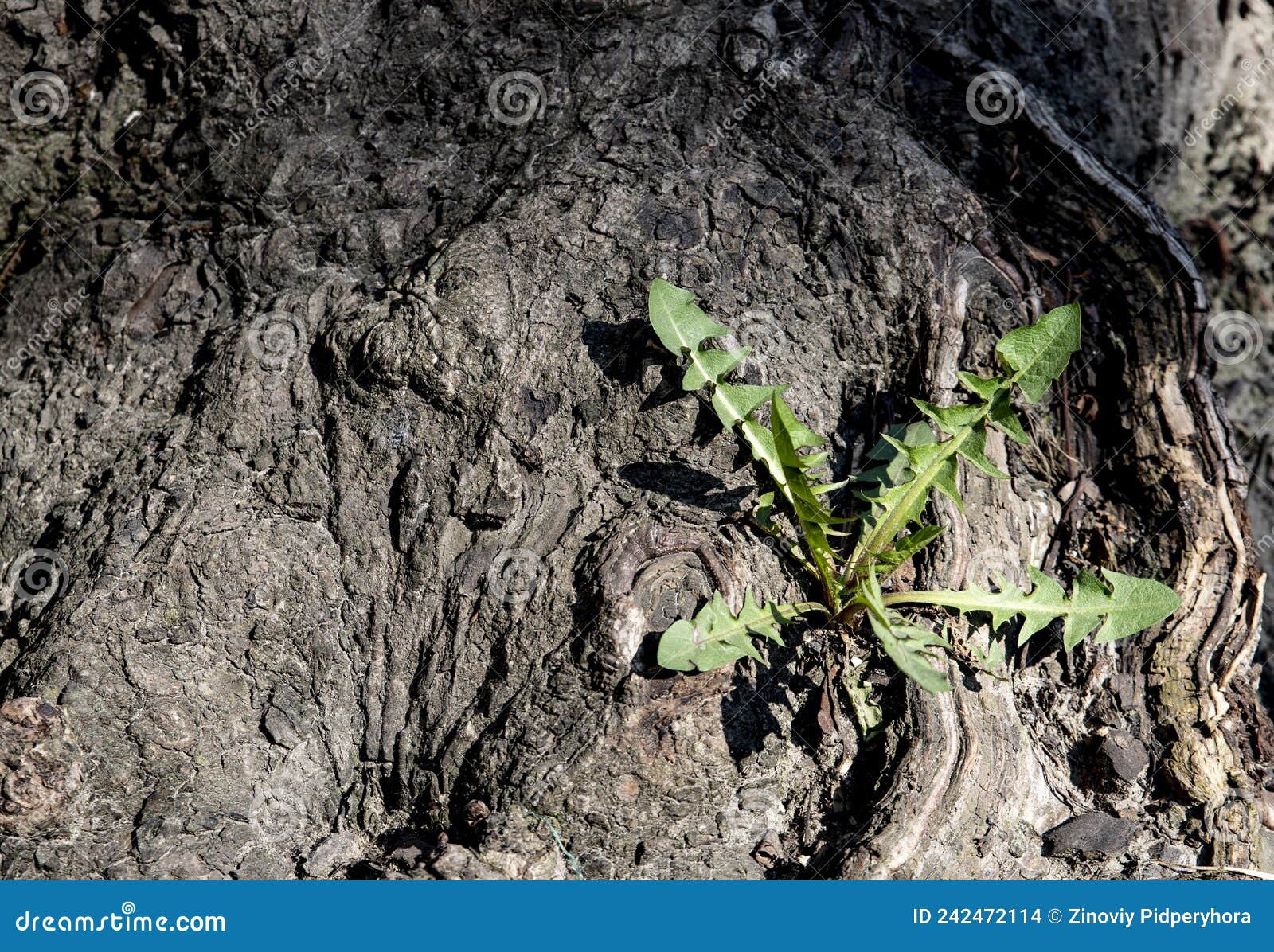 Young Dandelion Grows on the Roots of the Tree Stock Photo - Image of ...