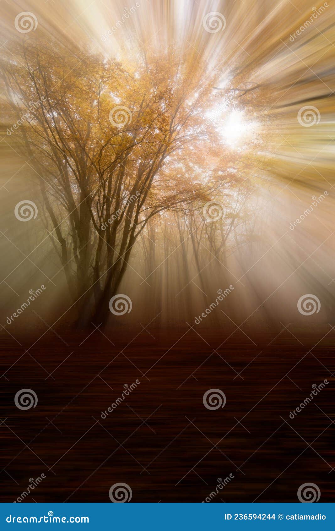 Abstract Autumn Forest Magic Background Stock Photo - Image of mistery ...