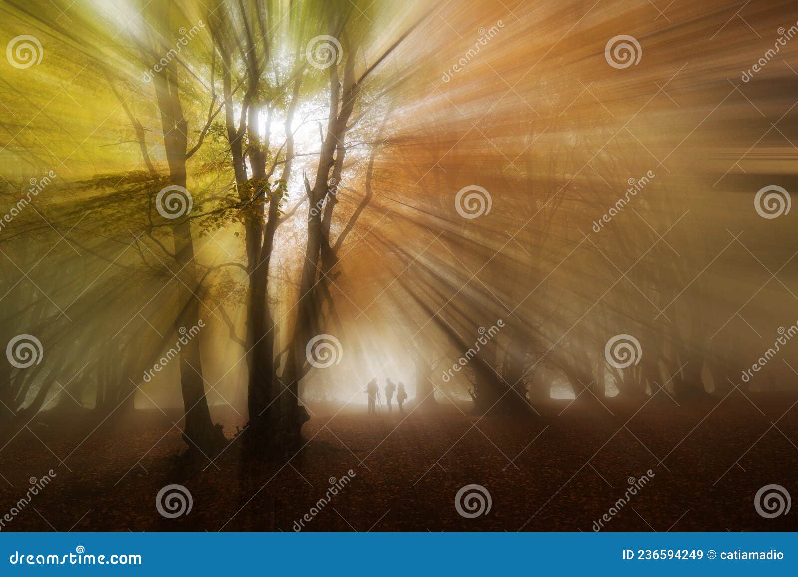 Abstract Autumn Forest Magic Background Stock Image - Image of sunrays ...