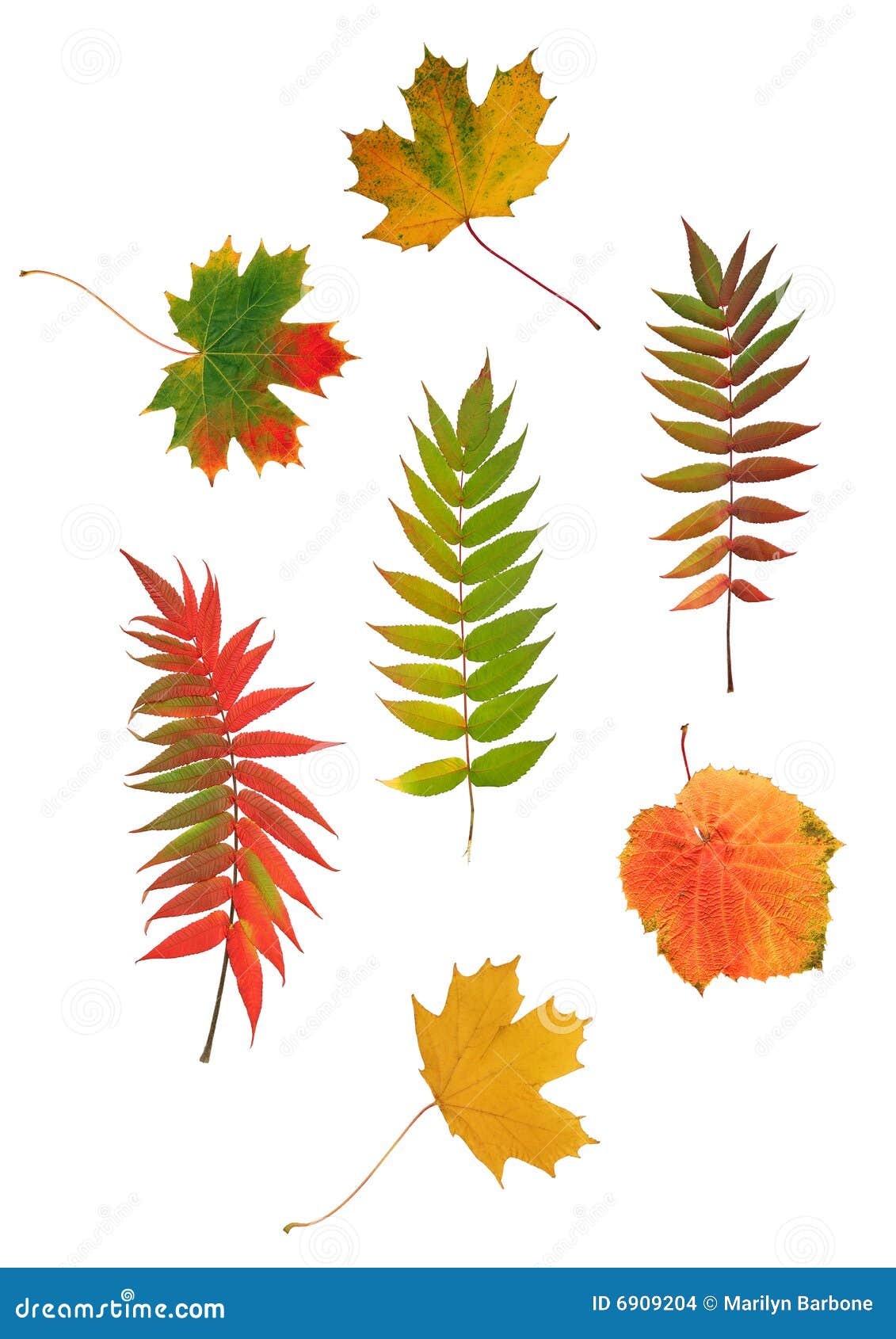 Abstract Autumn Leaf Design Stock Photo - Image of grape, leaf: 6909204