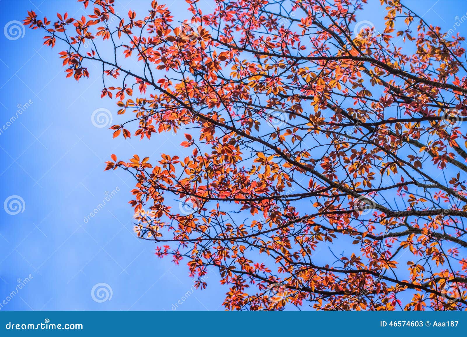 Abstract Autumn Leave Background Stock Image - Image of father, aged ...