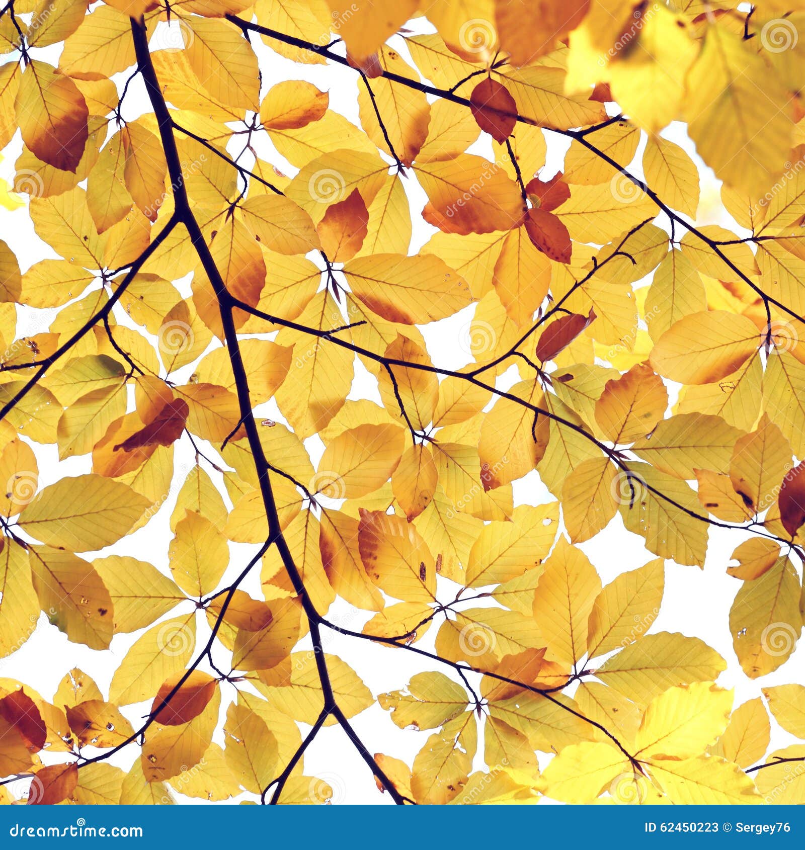 Abstract Autumn Leaves Background Stock Image - Image of autumn, yellow ...