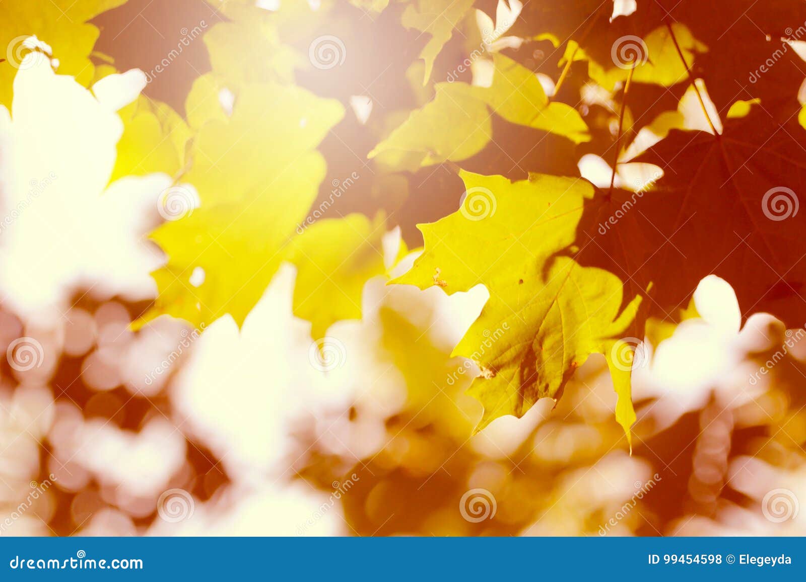 Abstract Autumn Leaves with Bright Light Stock Photo - Image of concept ...