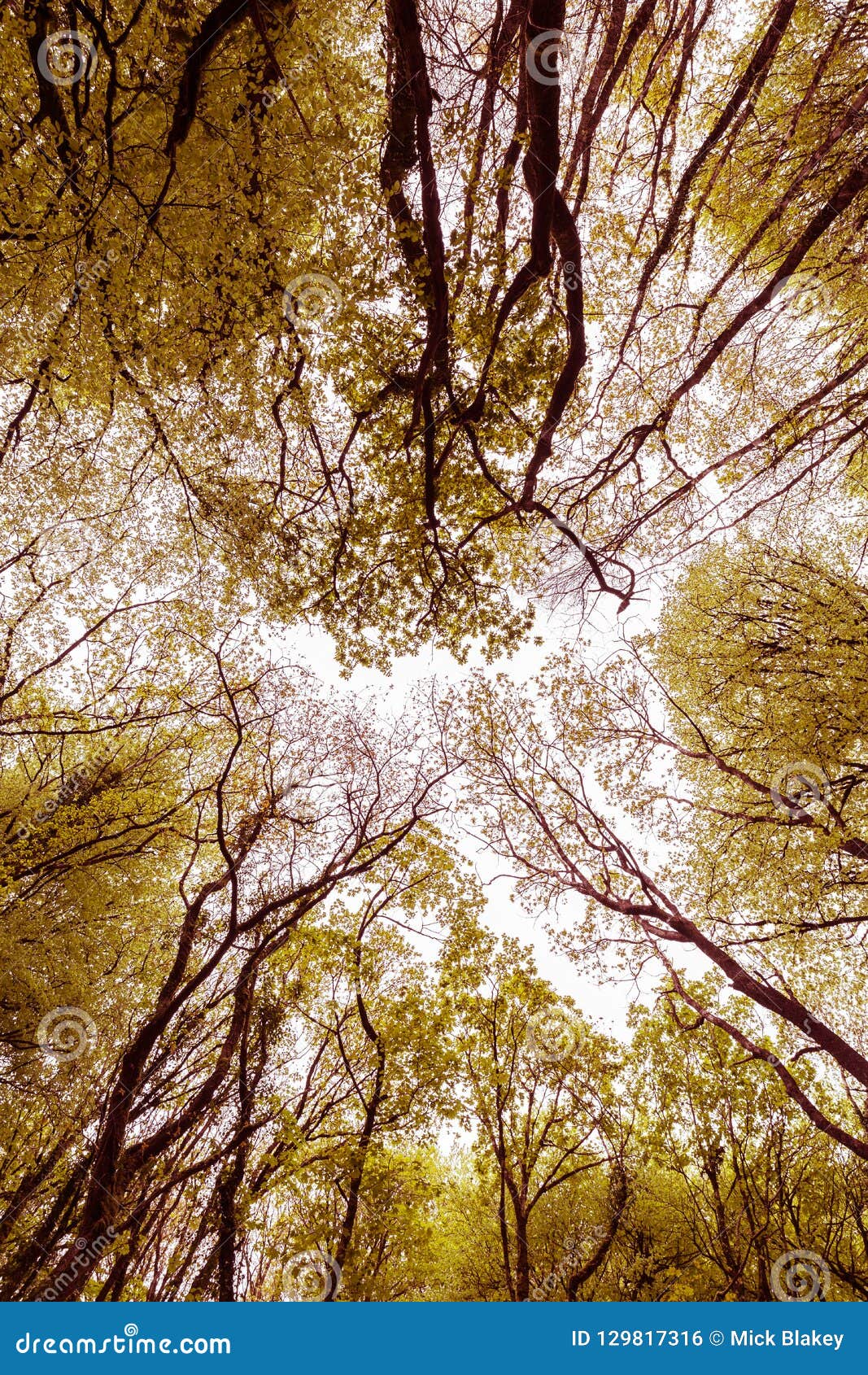 Abstract Autumn Tree Canopy 1 Stock Photo - Image of light, scene ...