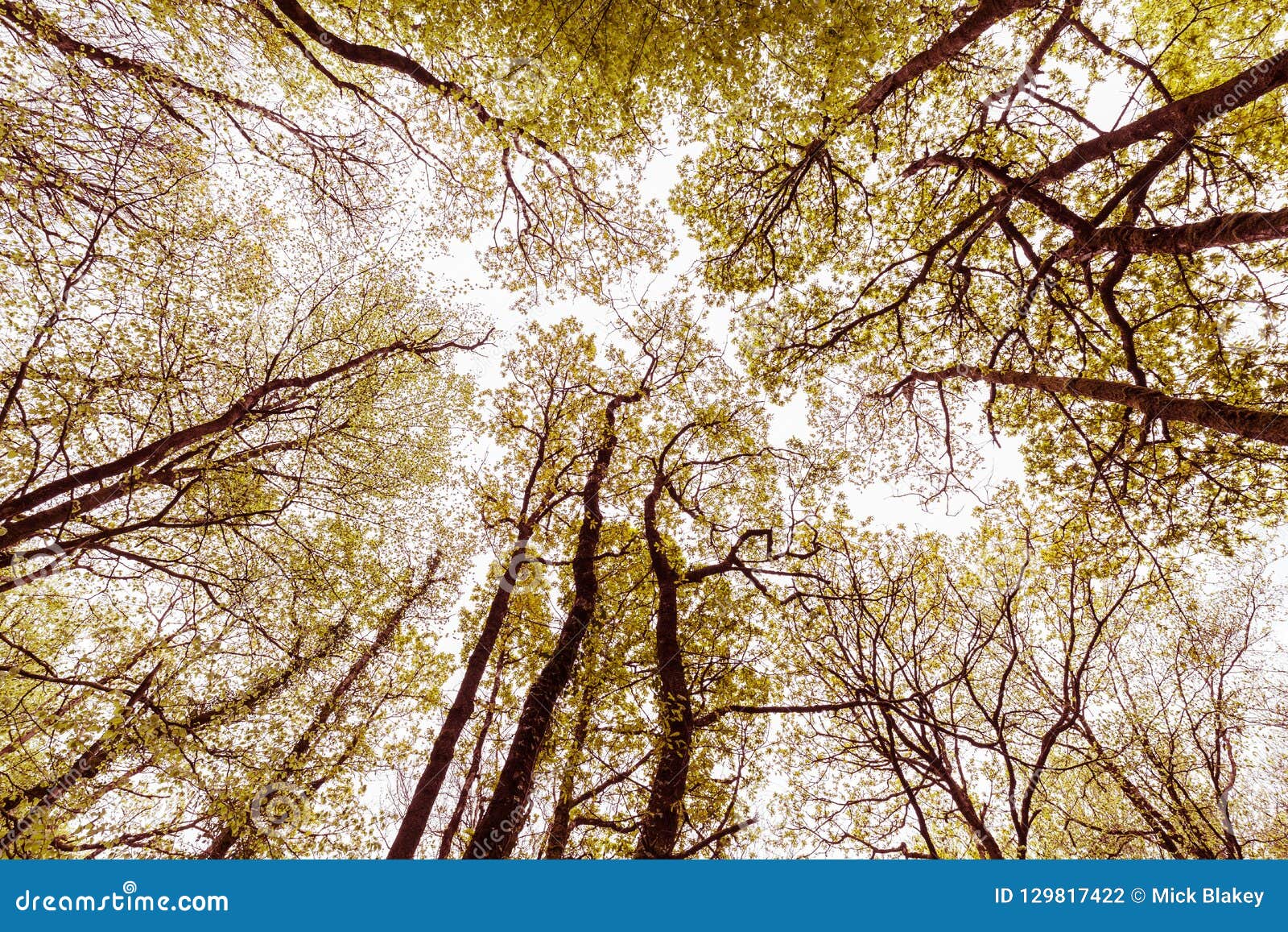 Abstract Autumn Tree Canopy 2 Stock Photo - Image of light, branches ...