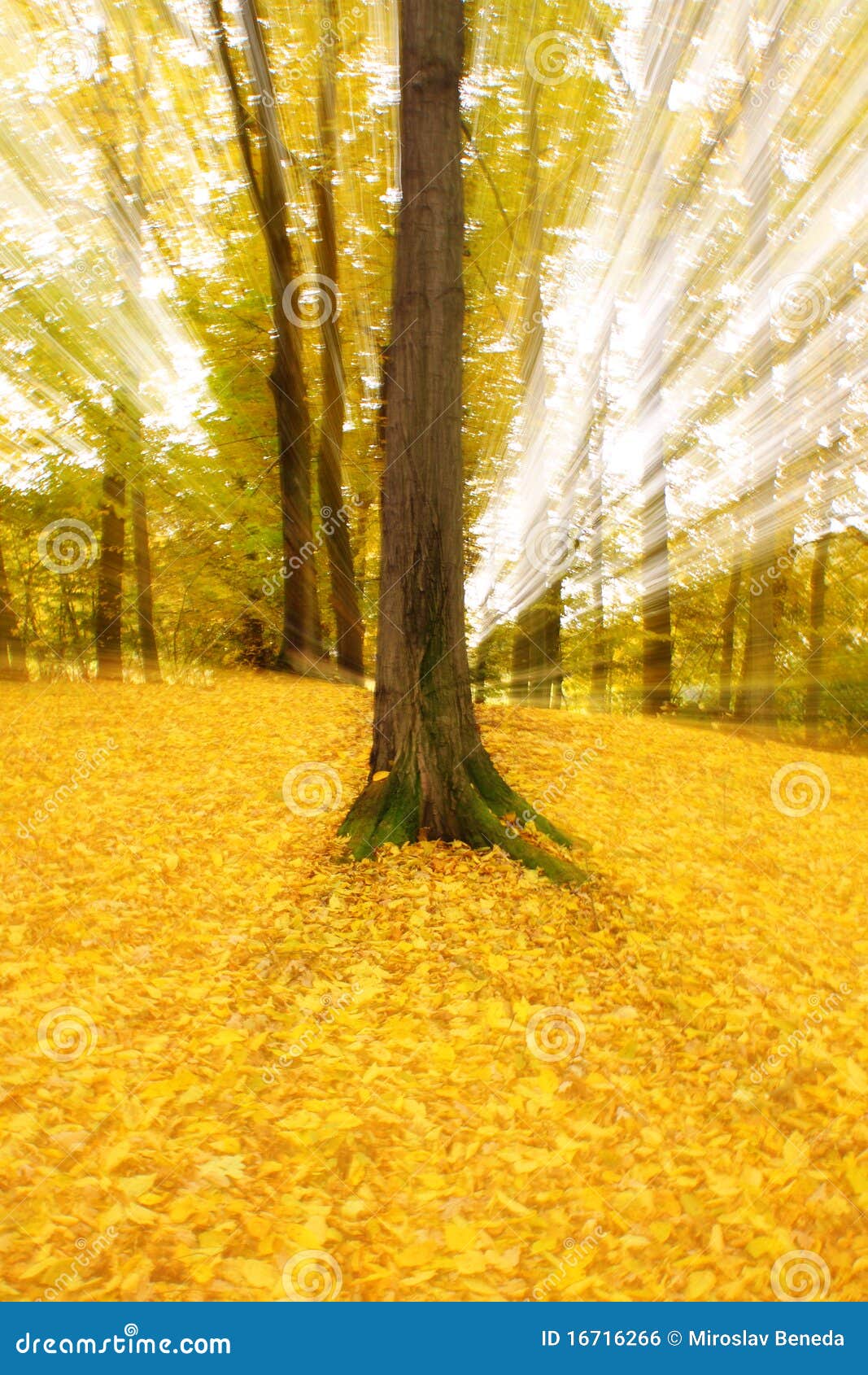 Abstract autumn trees stock photo. Image of decorative - 16716266