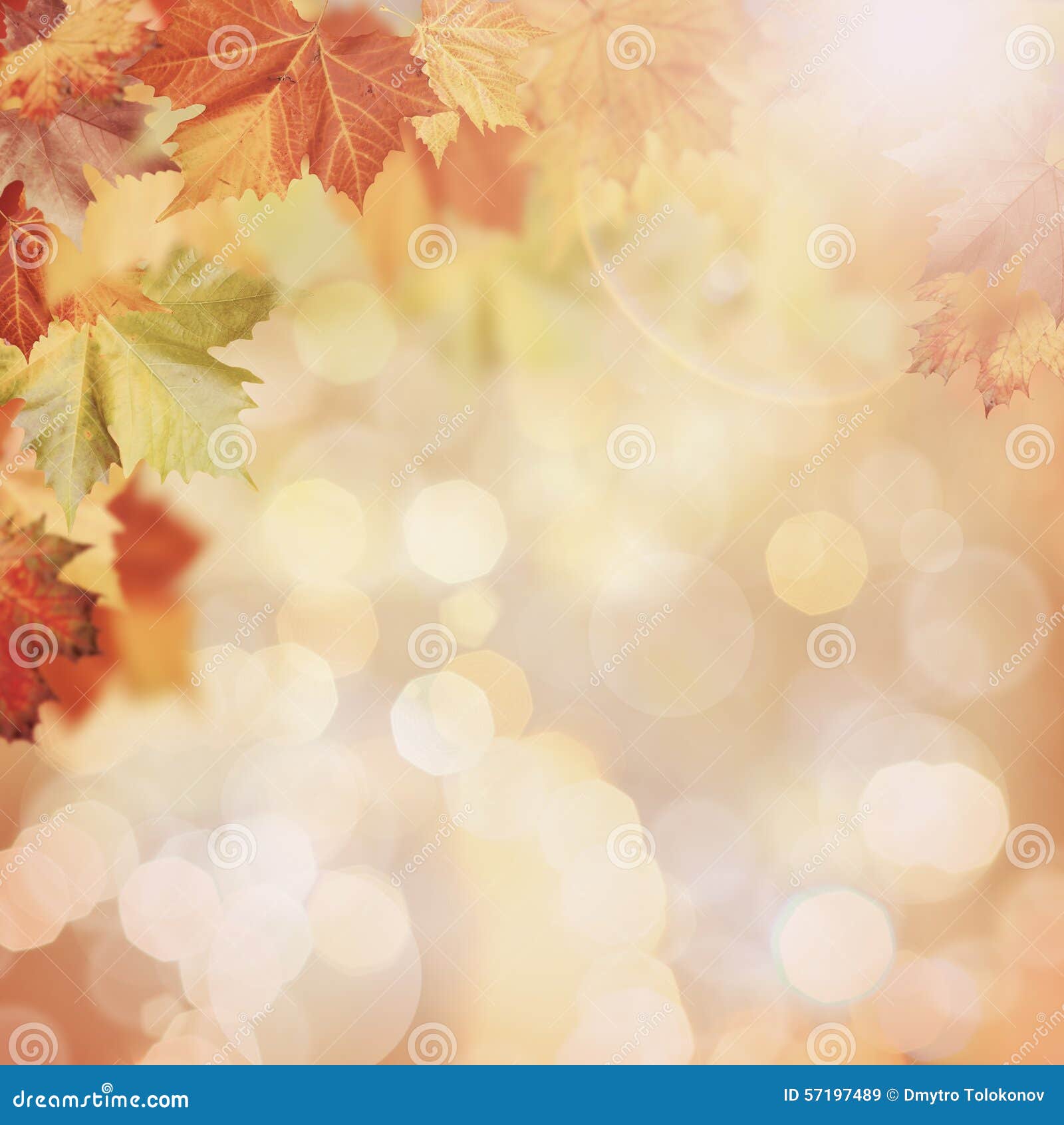 Neutral Autumnal Backgrounds Maple Tree Photos - Free & Royalty-Free ...