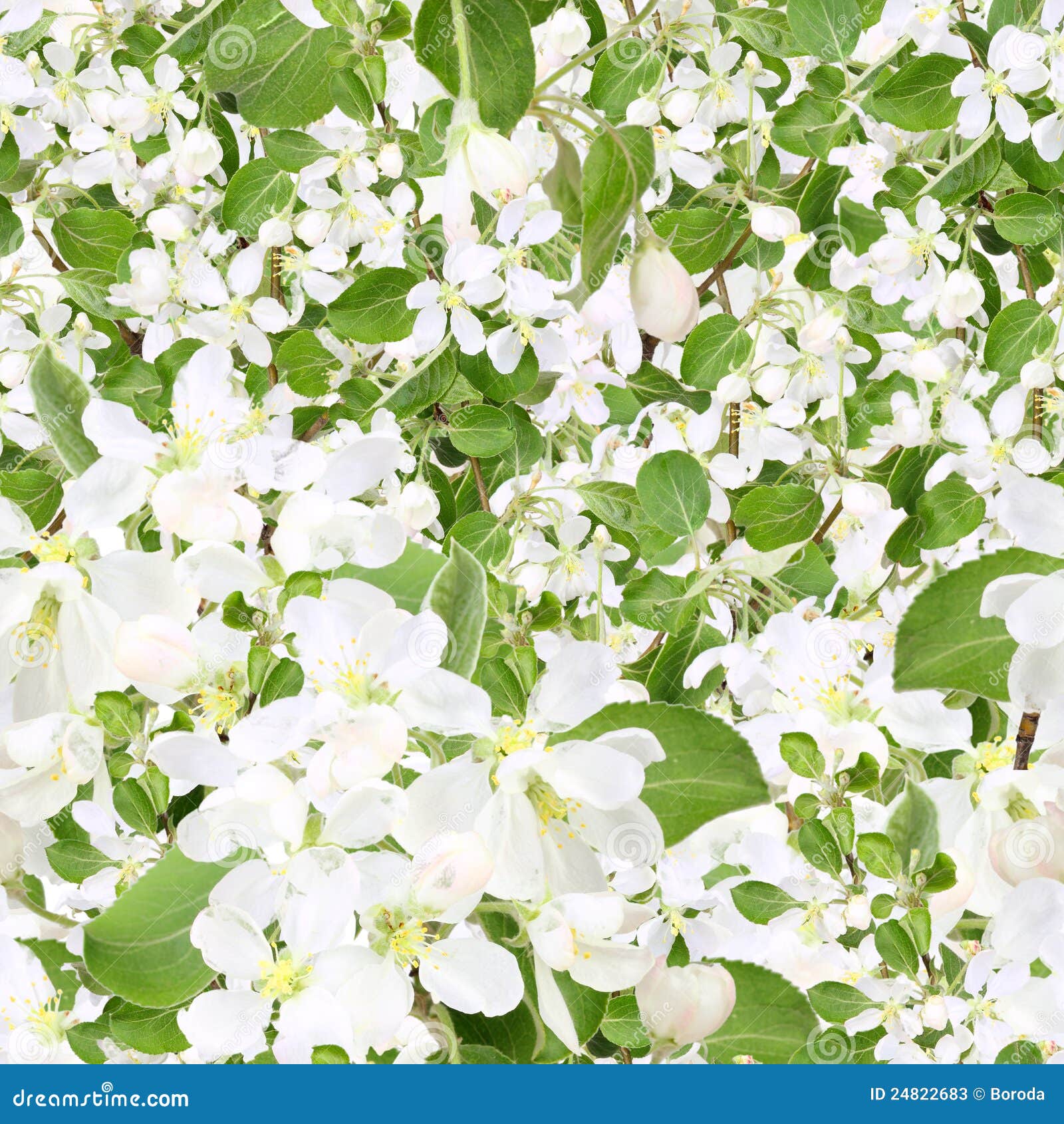 Abstract Background of Apple-tree Branch Stock Image - Image of still ...