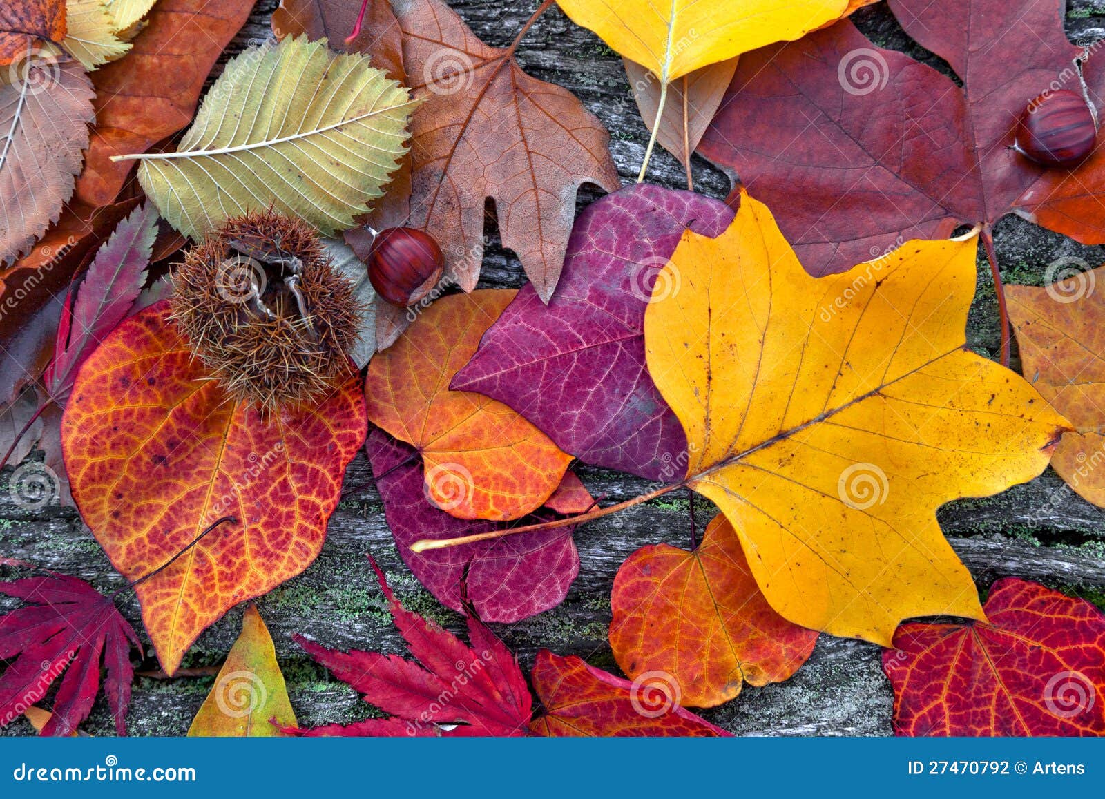 Abstract Background of Autumn Leaves. Stock Photo - Image of forest ...