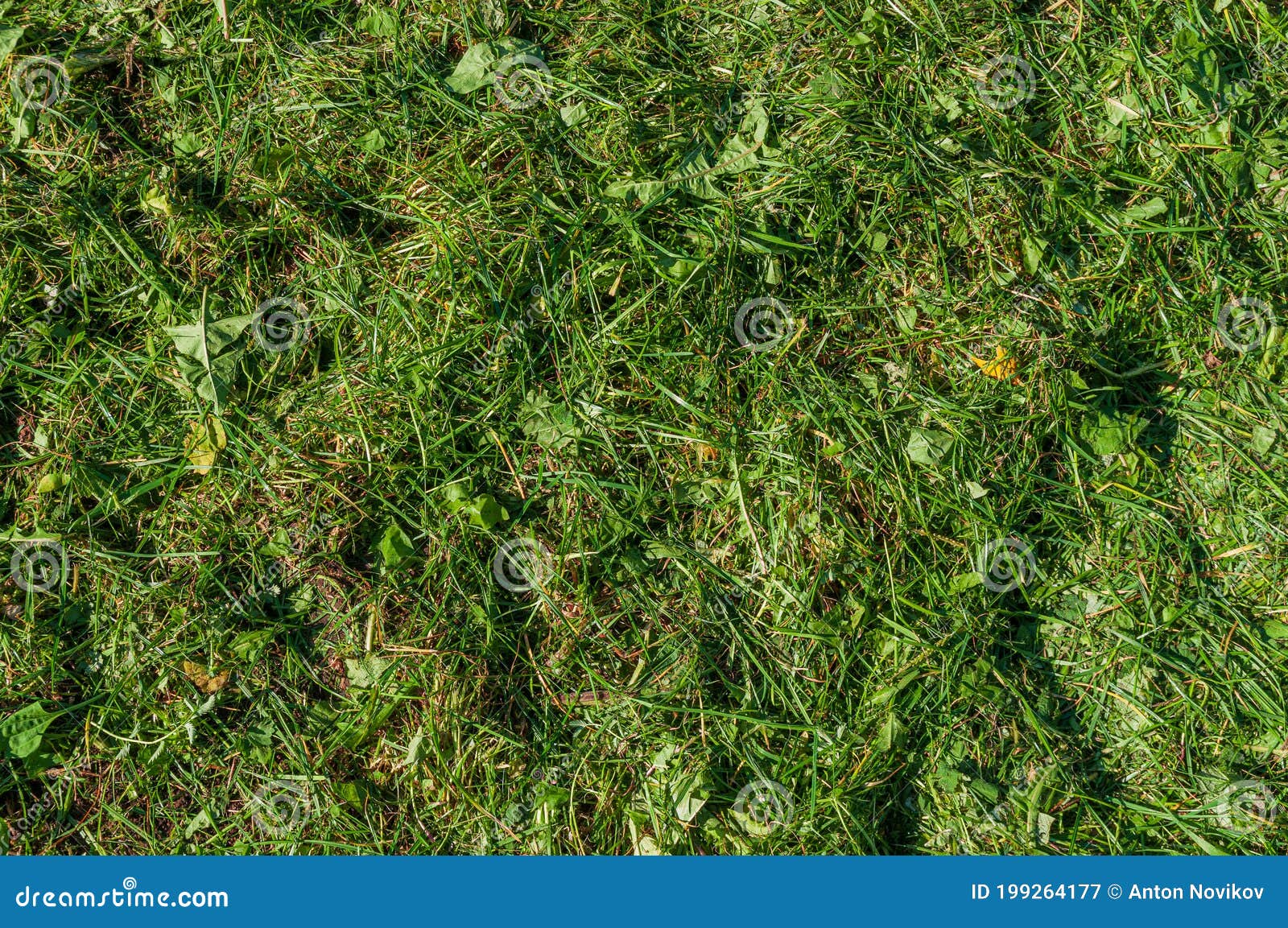 Abstract Background with Beveled Grass. Lawn Texture after Lawn Mower ...