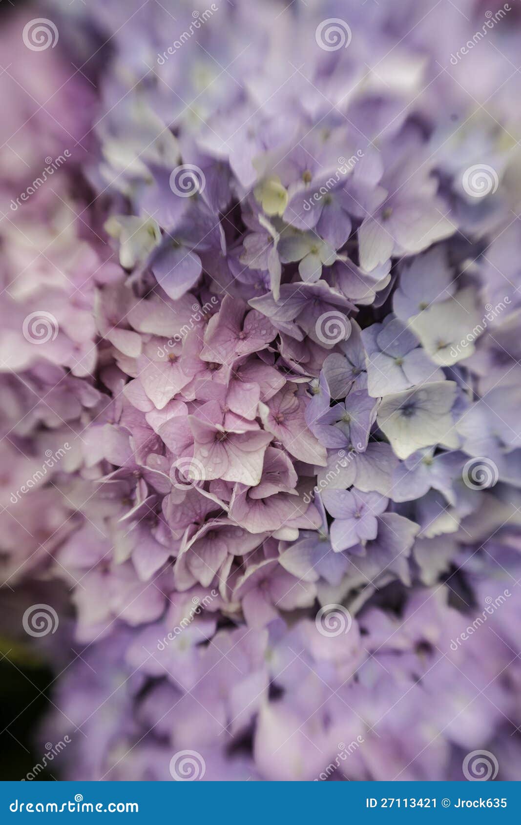 Abstract Background of Blue Hydrangea Stock Image - Image of floral ...