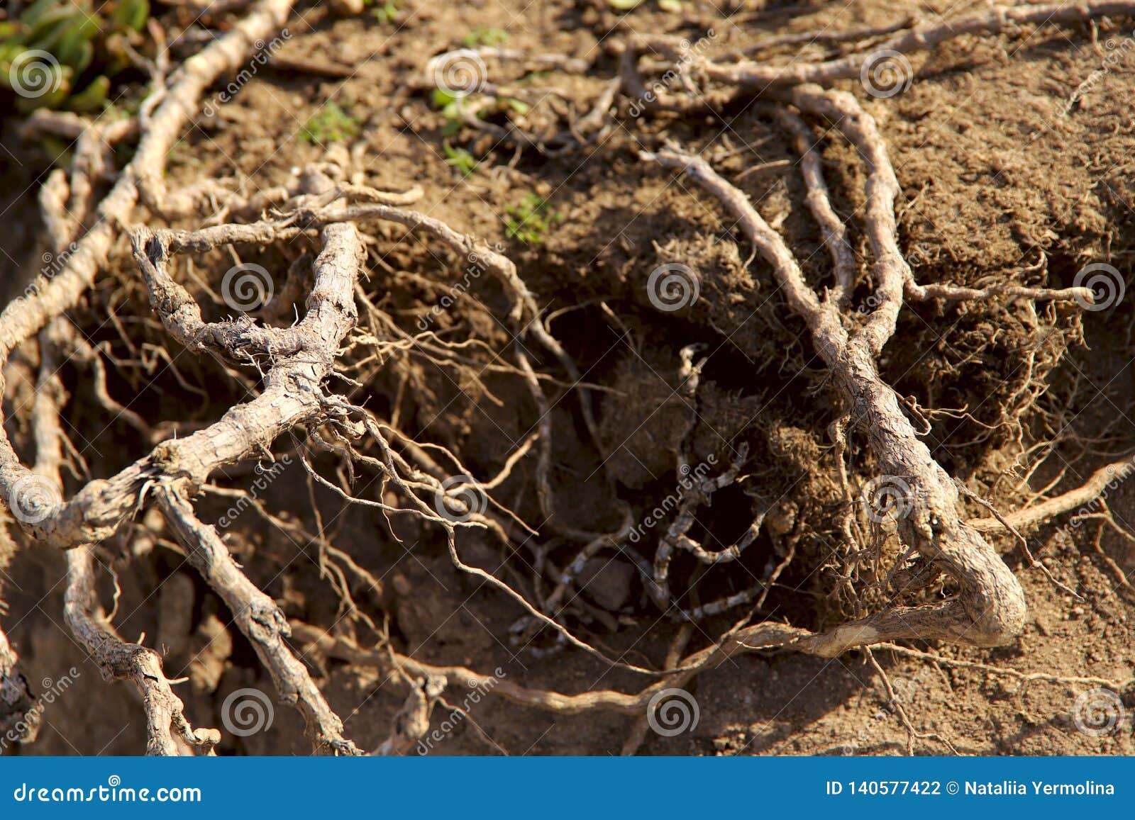 Abstract Background of the Brown Surface of the Earth with Protruding ...