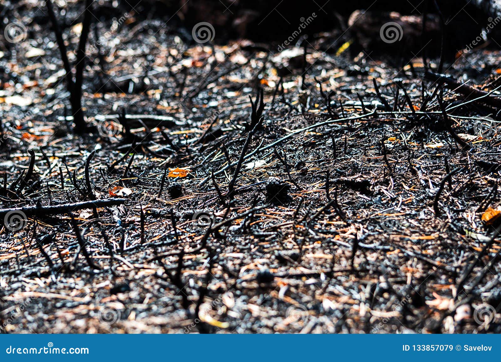 Abstract Background with Burnt Plants Stock Image - Image of ...