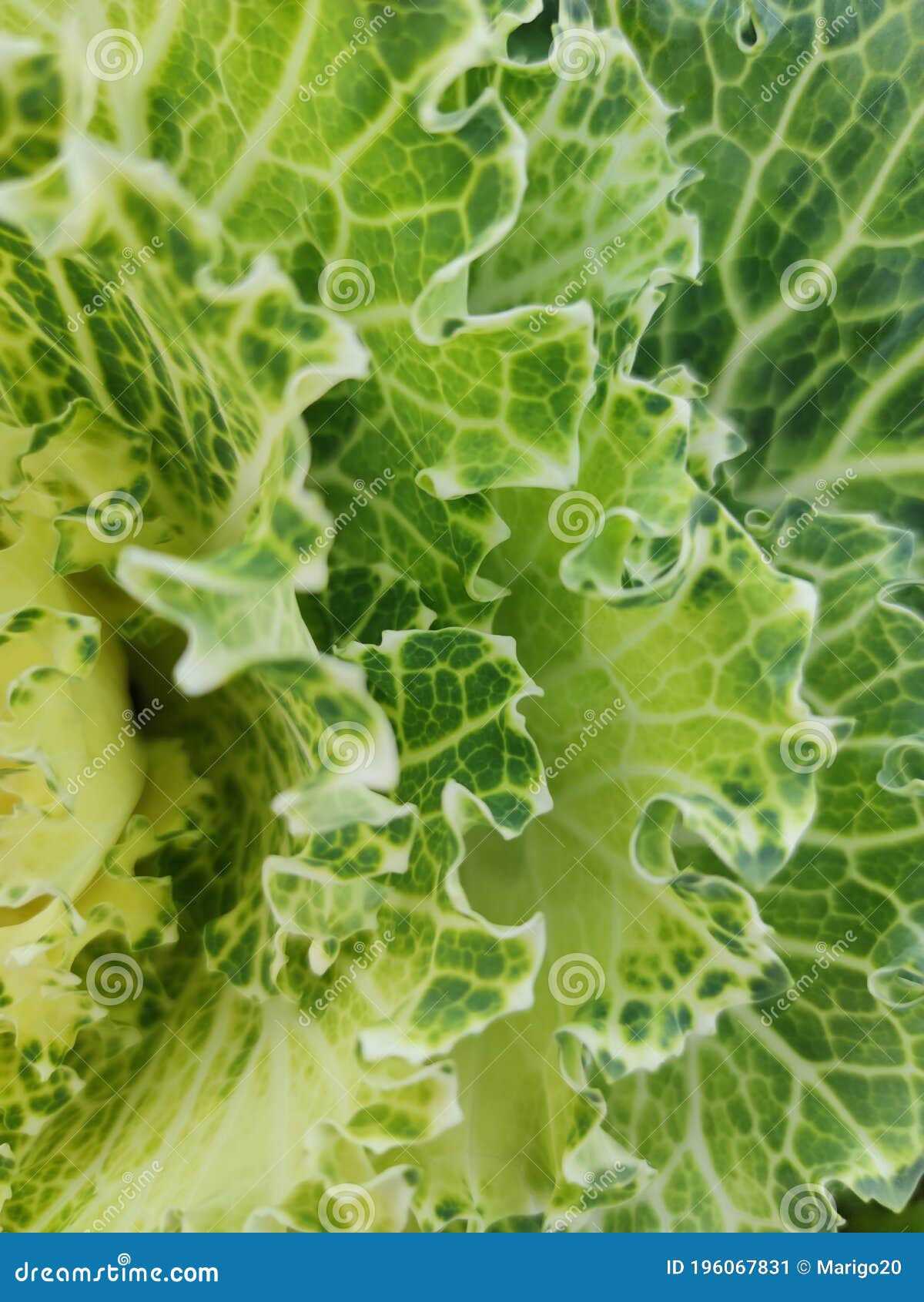 Abstract Background Close-up of Decorative Cabbage Stock Image - Image ...