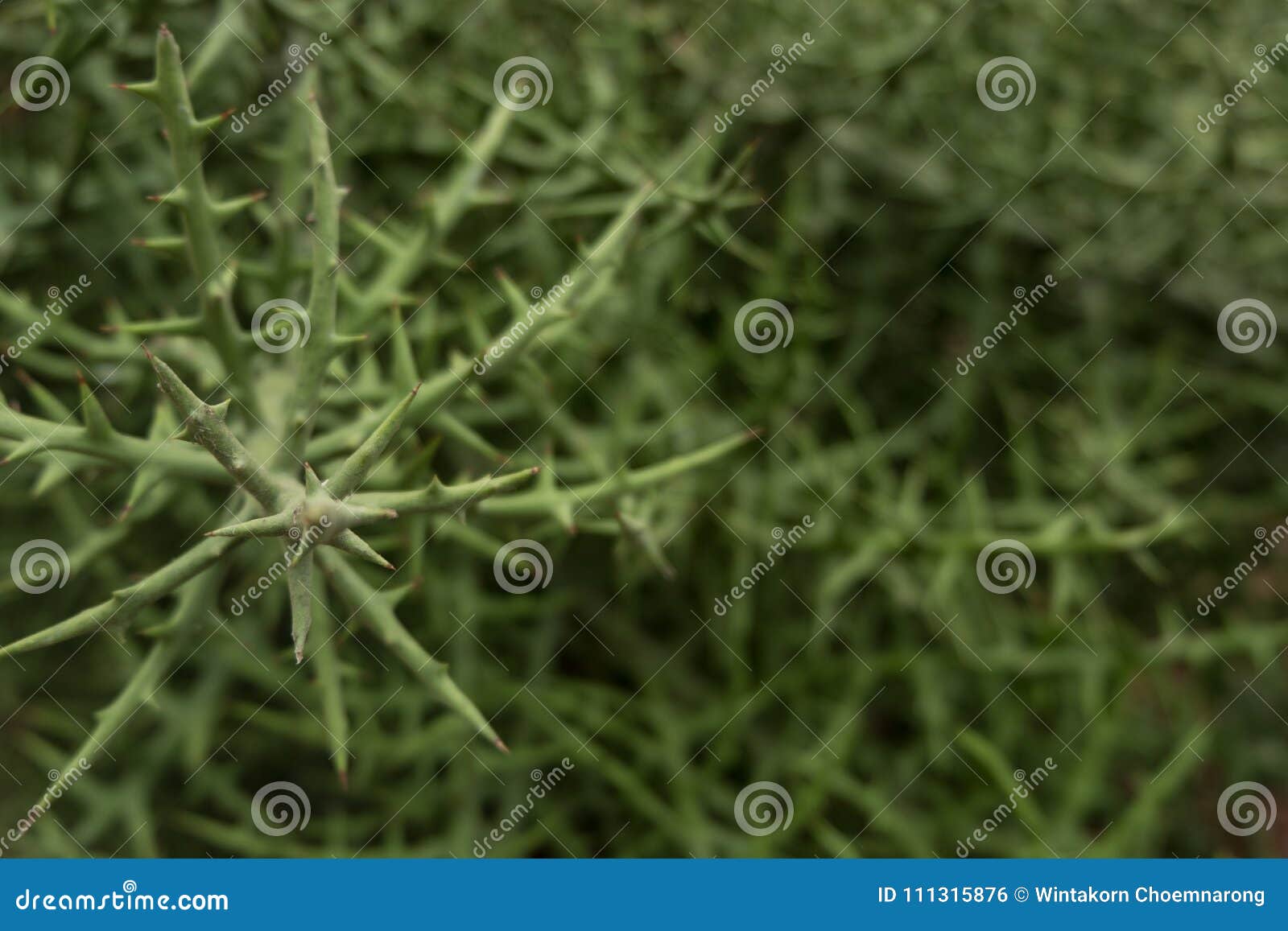 Close Up Green Tree Branches Full of Sharp Thorns Stock Photo - Image ...