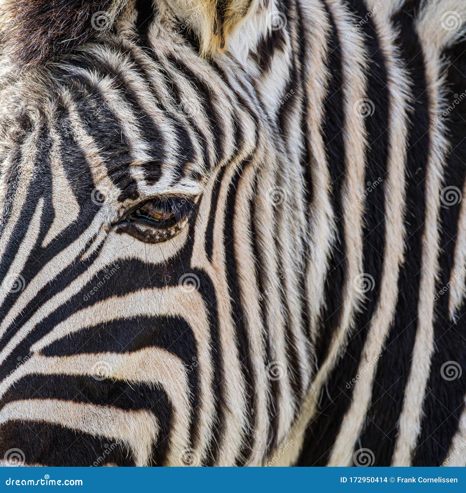 Abstract Close Up of a Zebra Face Stock Photo - Image of head, animal ...