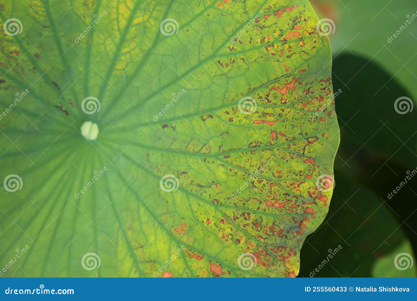 Abstract Background in the Form of Green with Colored Spots of a Round ...