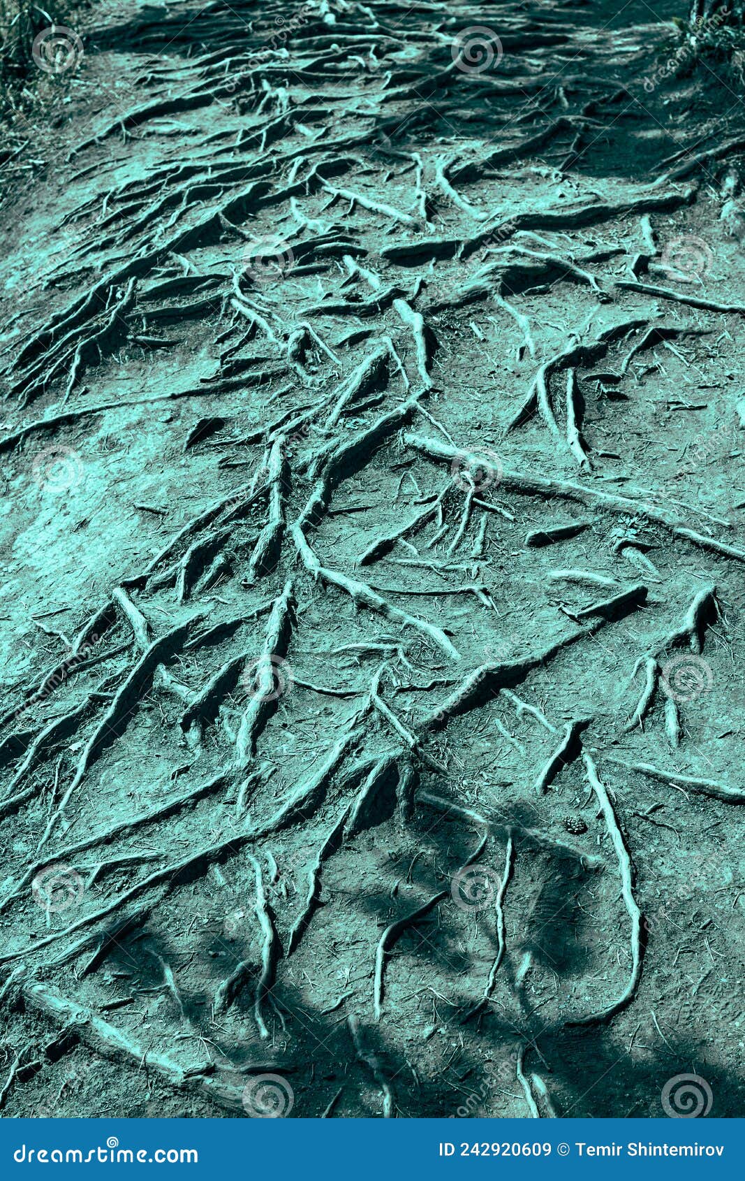 Abstract Background Formed by Tree Roots Stock Image - Image of ground ...