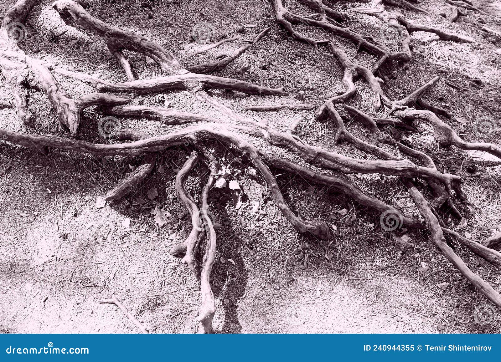 Abstract Background Formed by Tree Roots Sticking Out of the Ground ...