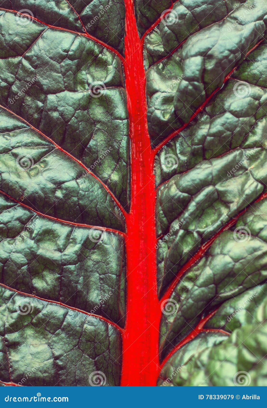 Abstract Background of Green Leaf with Red Veins Stock Image - Image of ...