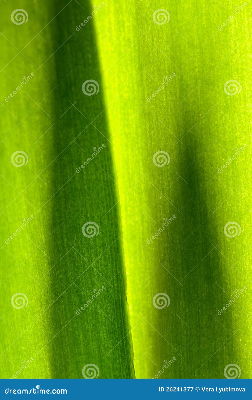 Abstract Background of Green Leaves Stock Image - Image of botanical ...