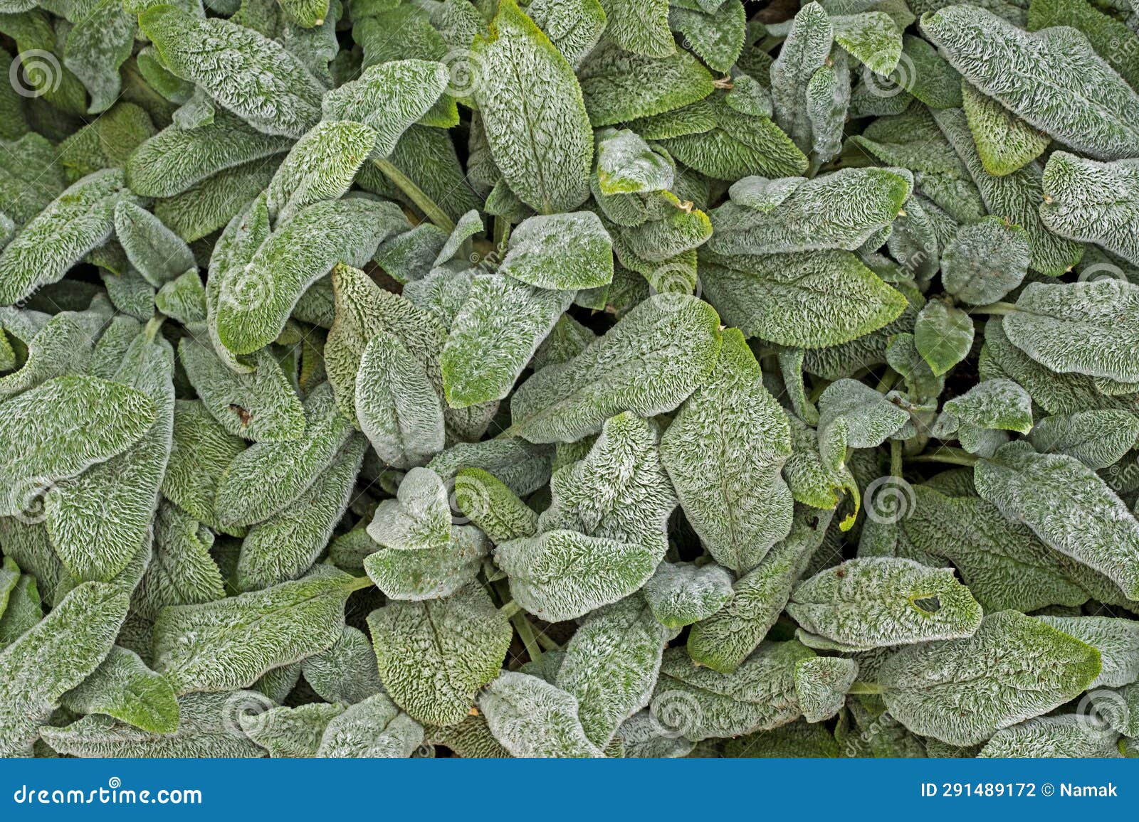 Abstract Background of Green Plants for Decorating Stock Photo - Image ...