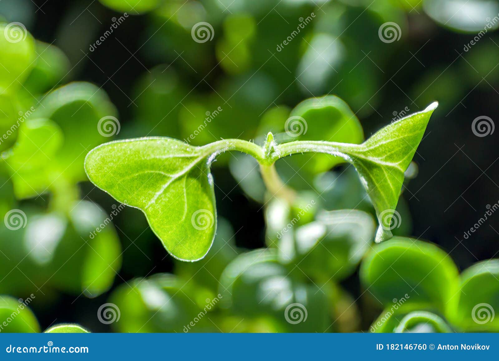 Abstract Background with Green Sprouts Stock Photo - Image of macro ...