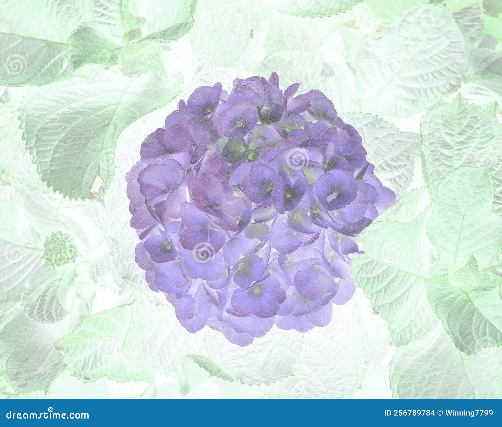 Abstract Background of Hydrangea Macrophylla Stock Photo - Image of ...
