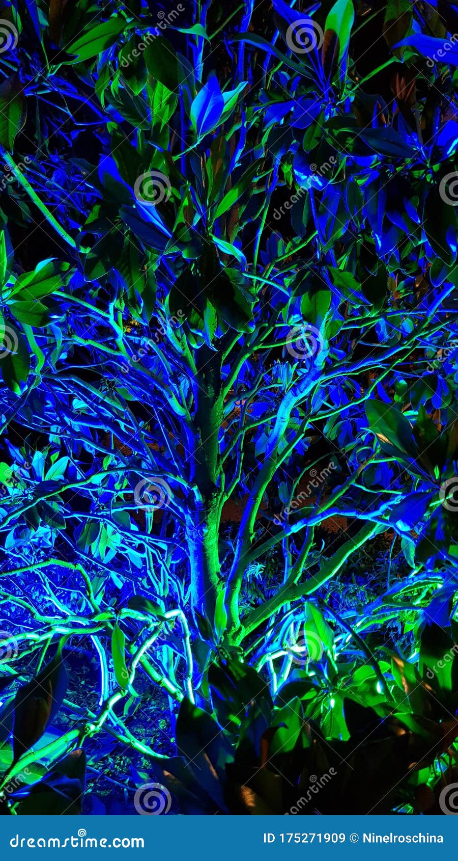 Abstract Background of Illuminated Tree Branches Glowing by Blue and ...