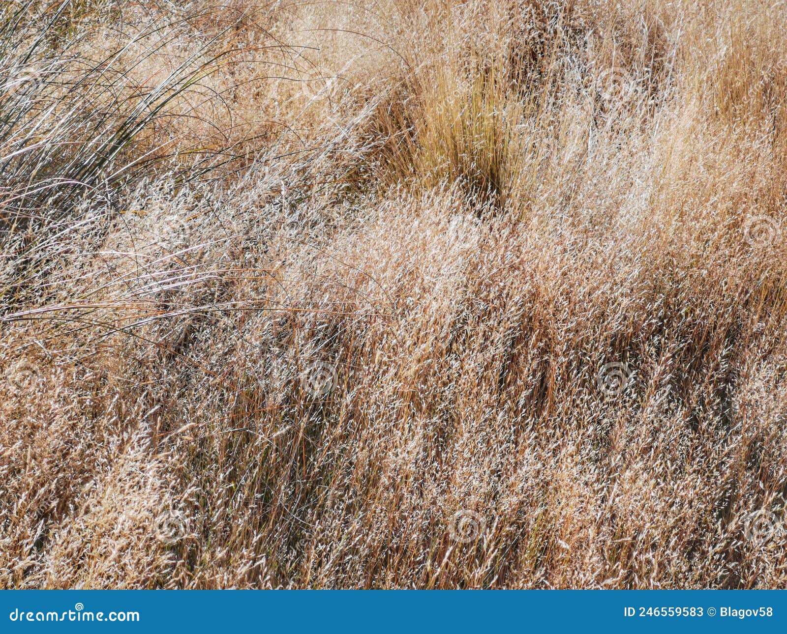 An Abstract Background Image of an Alpine Grass Stock Image - Image of ...