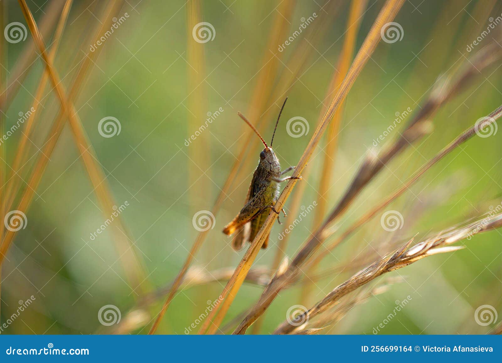Abstract Background with the Image of a Grasshopper on a Blade Stock ...