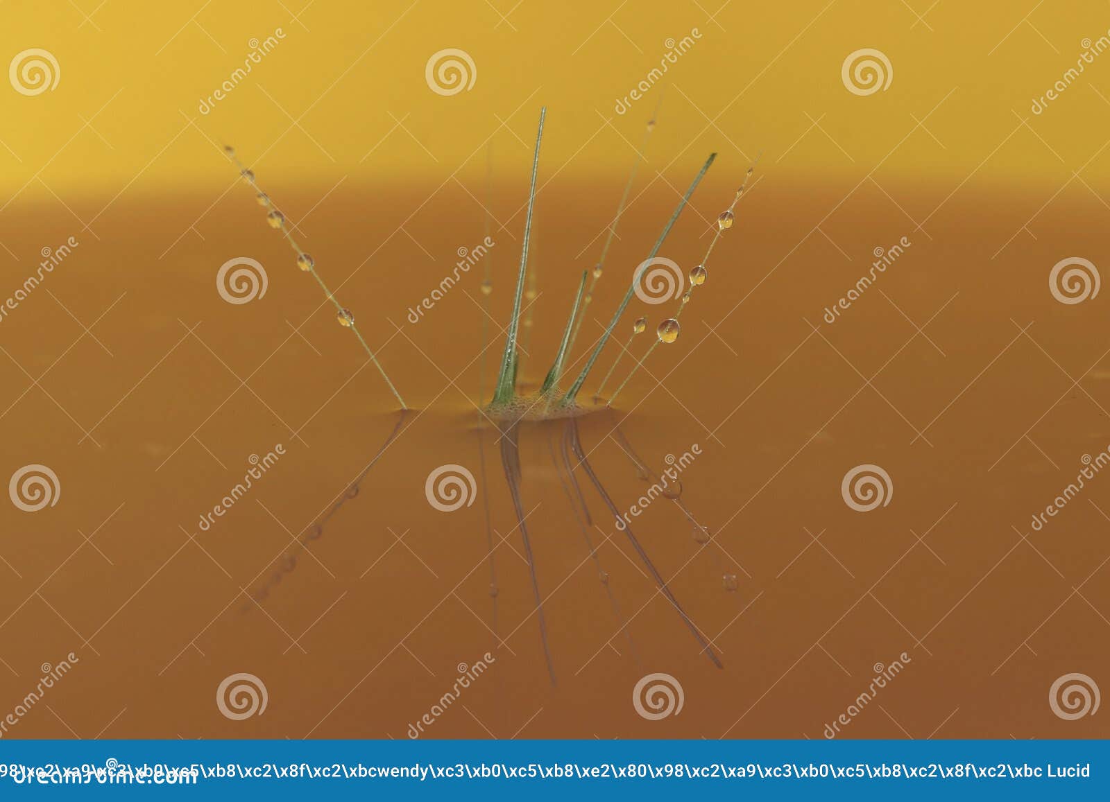 Abstract Background Images Water Effects Stock Photo - Image of grass ...