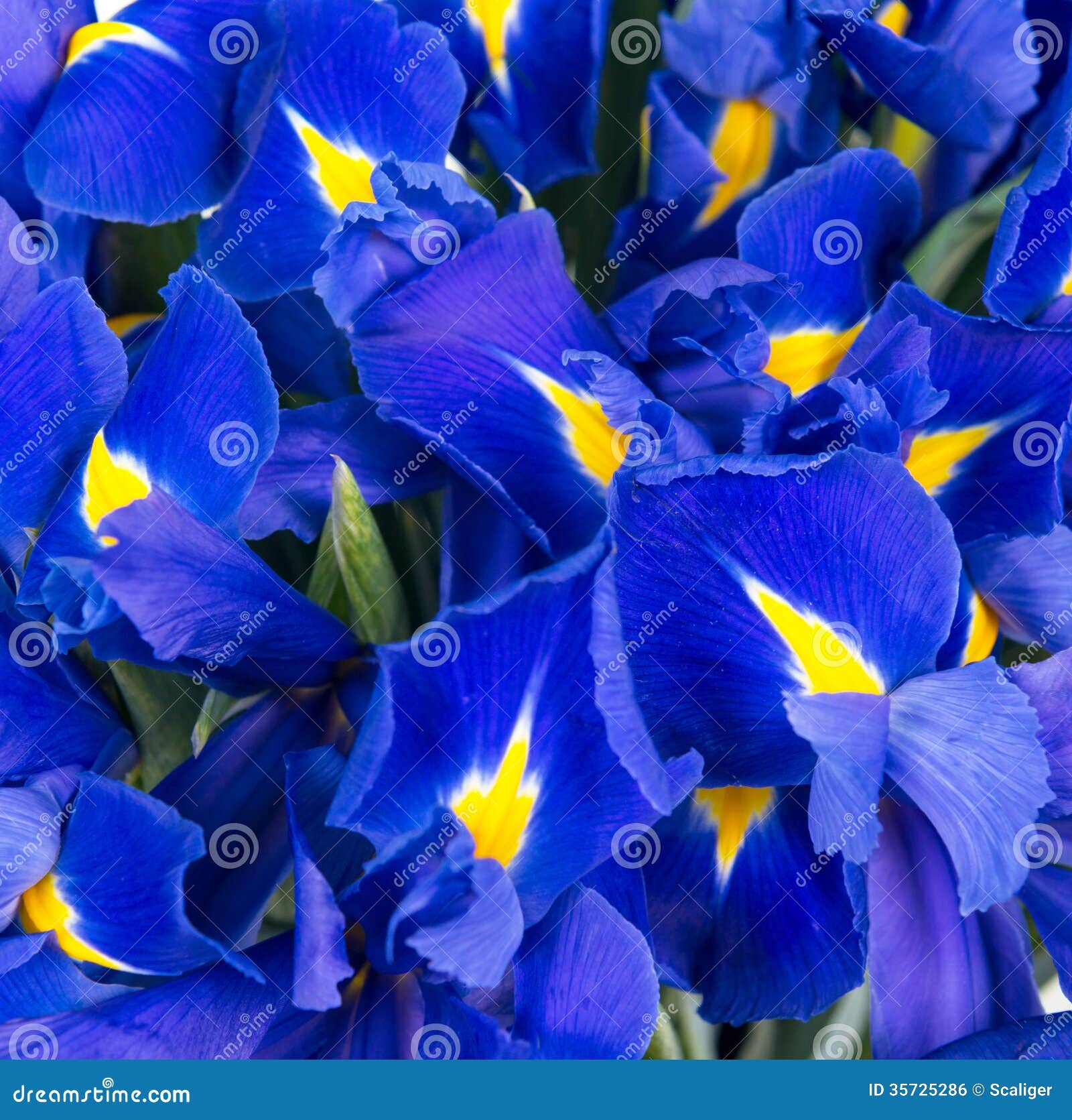 Abstract Background of Iris Stock Photo - Image of blooming, flower ...
