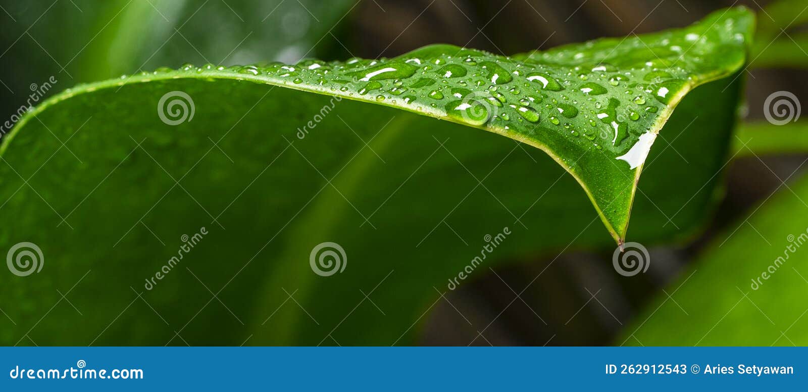 Abstract Background of Leaf with Splash of Water Stock Image - Image of ...