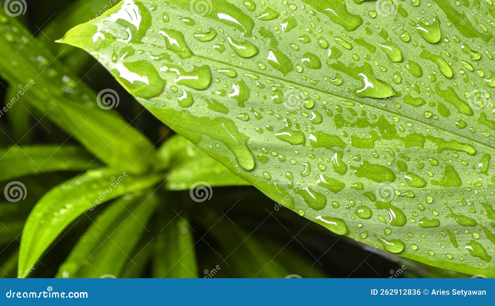 Abstract Background of Leaf with Splash of Water Stock Photo - Image of ...