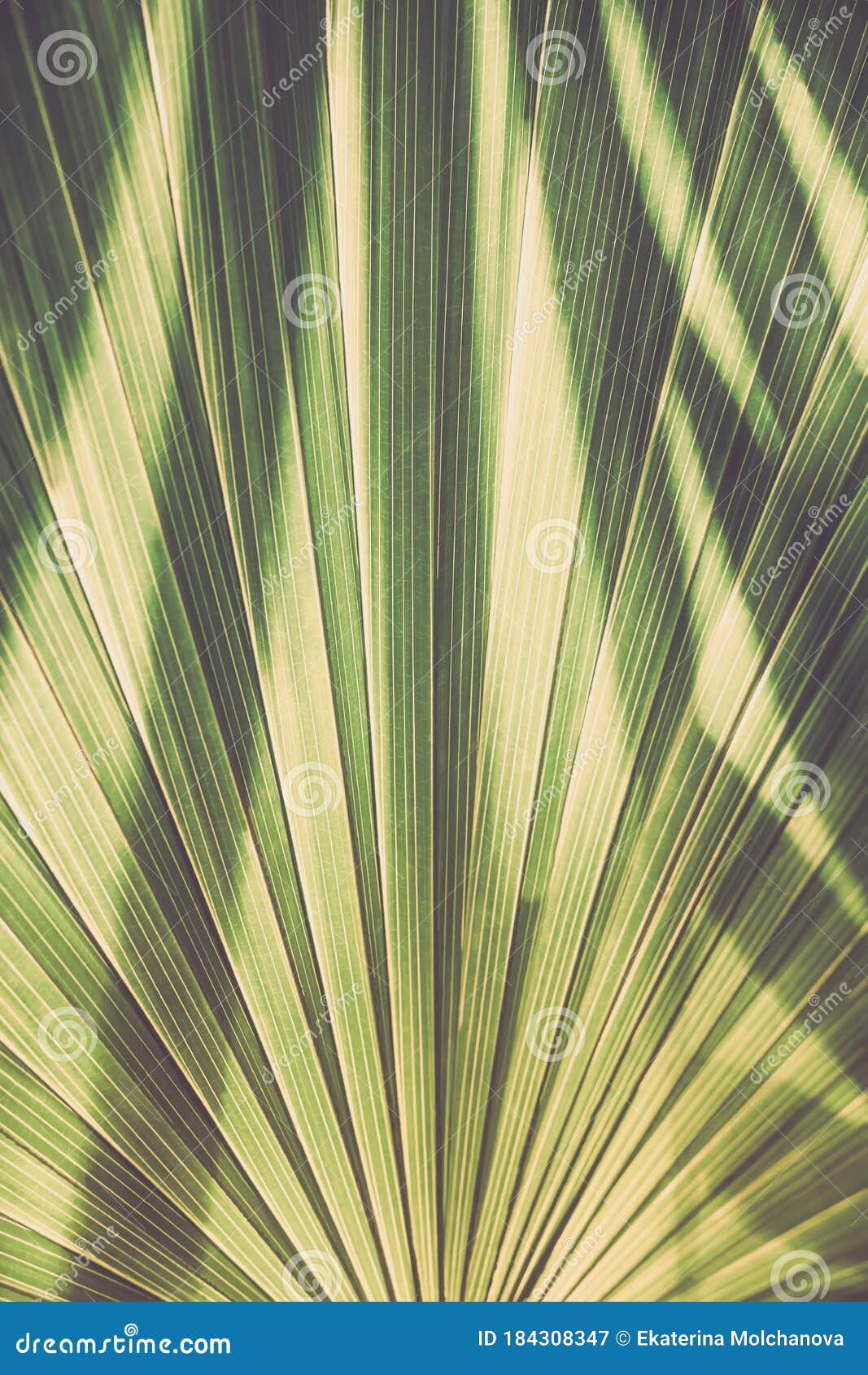 Abstract Background with Light and Shadow Texture on Palm Leaf Stock ...