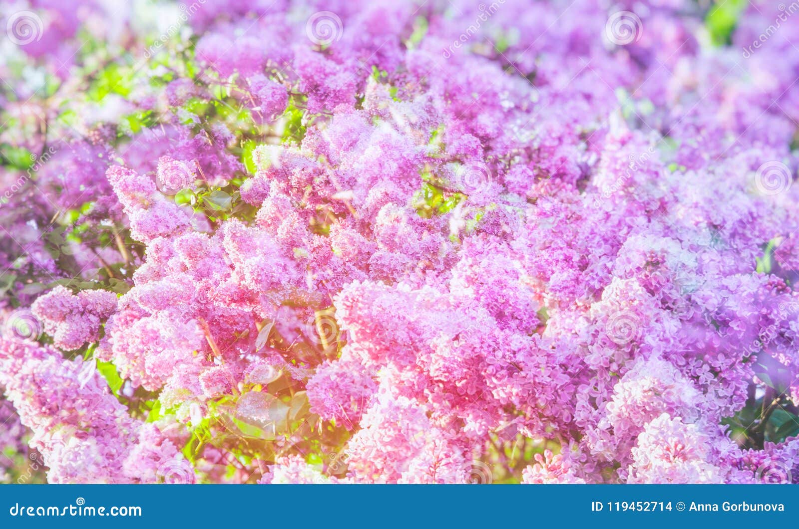 Abstract Background of Lilac Flowers Stock Photo - Image of gradient ...