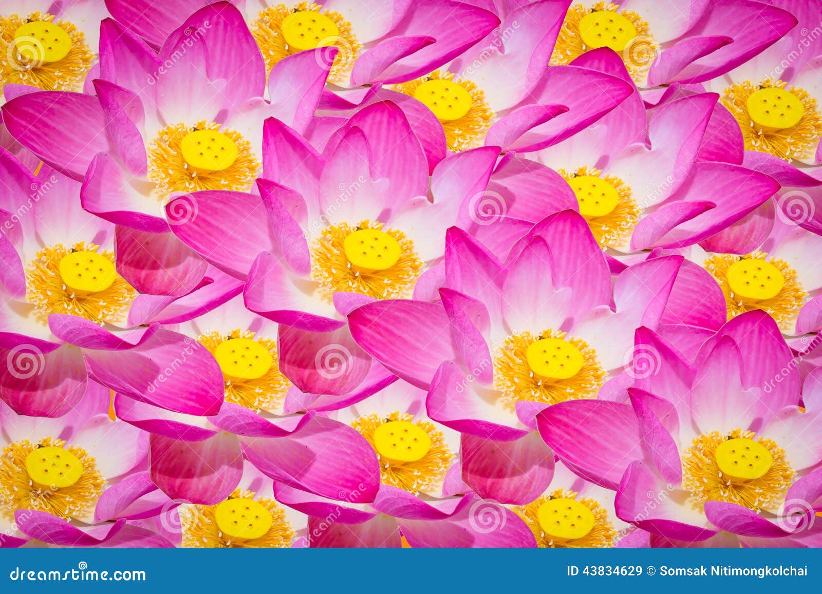 Abstract Background of Lotus Flowers Stock Image - Image of abstract ...