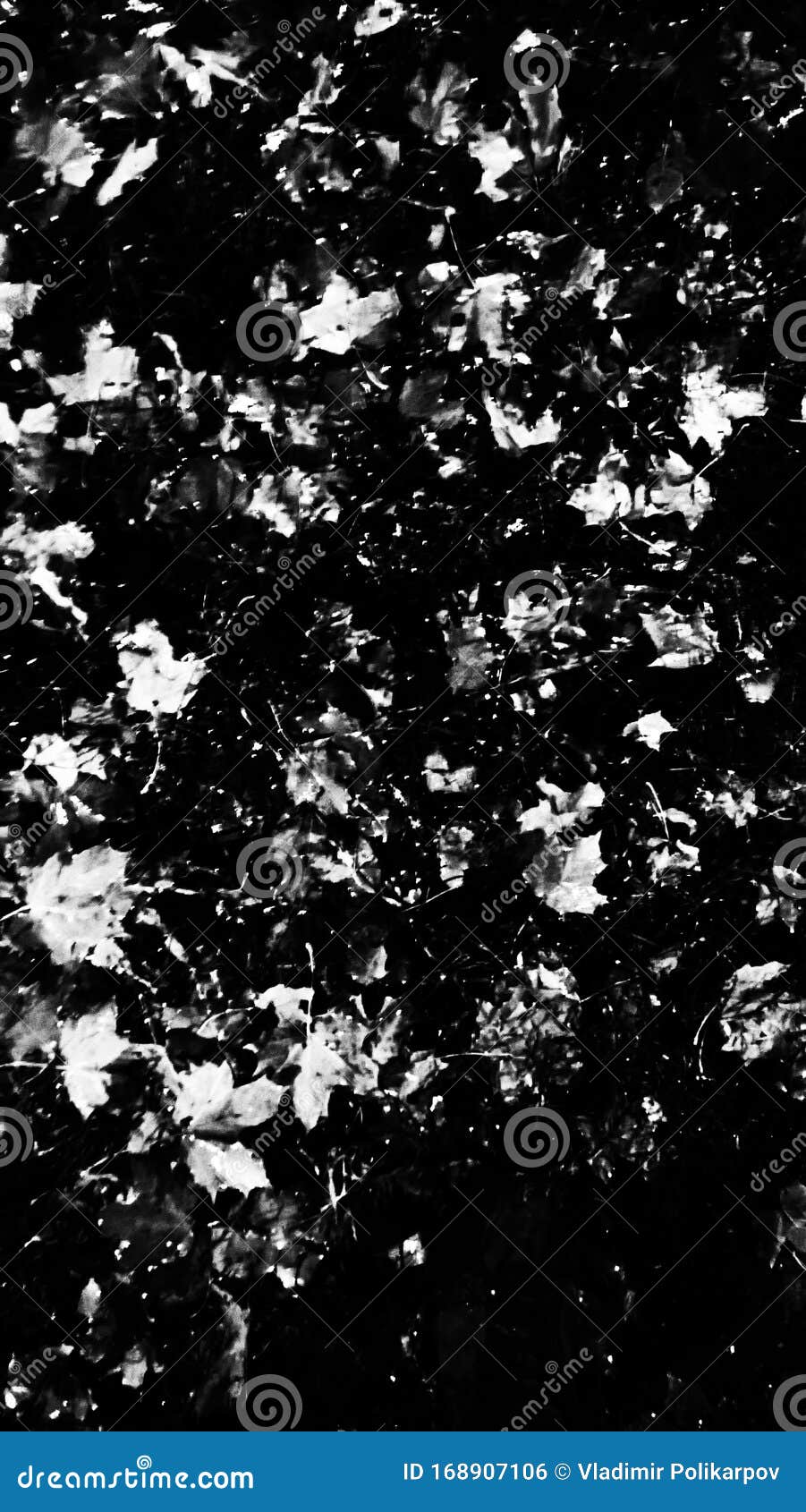Abstract Background. Monochrome Texture Stock Photo - Image of grunge ...