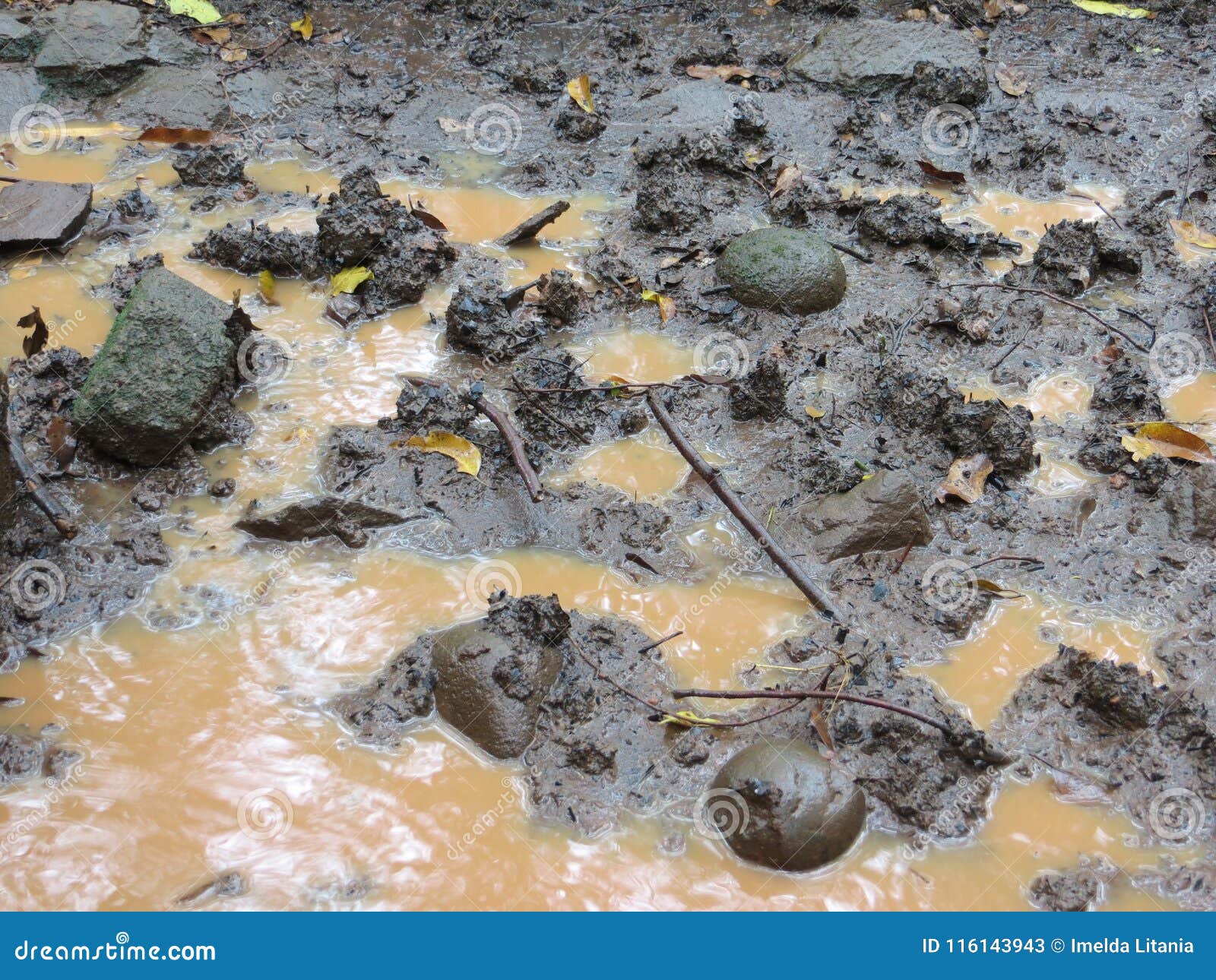 Muddy soil from the rain stock image. Image of surface - 116143943