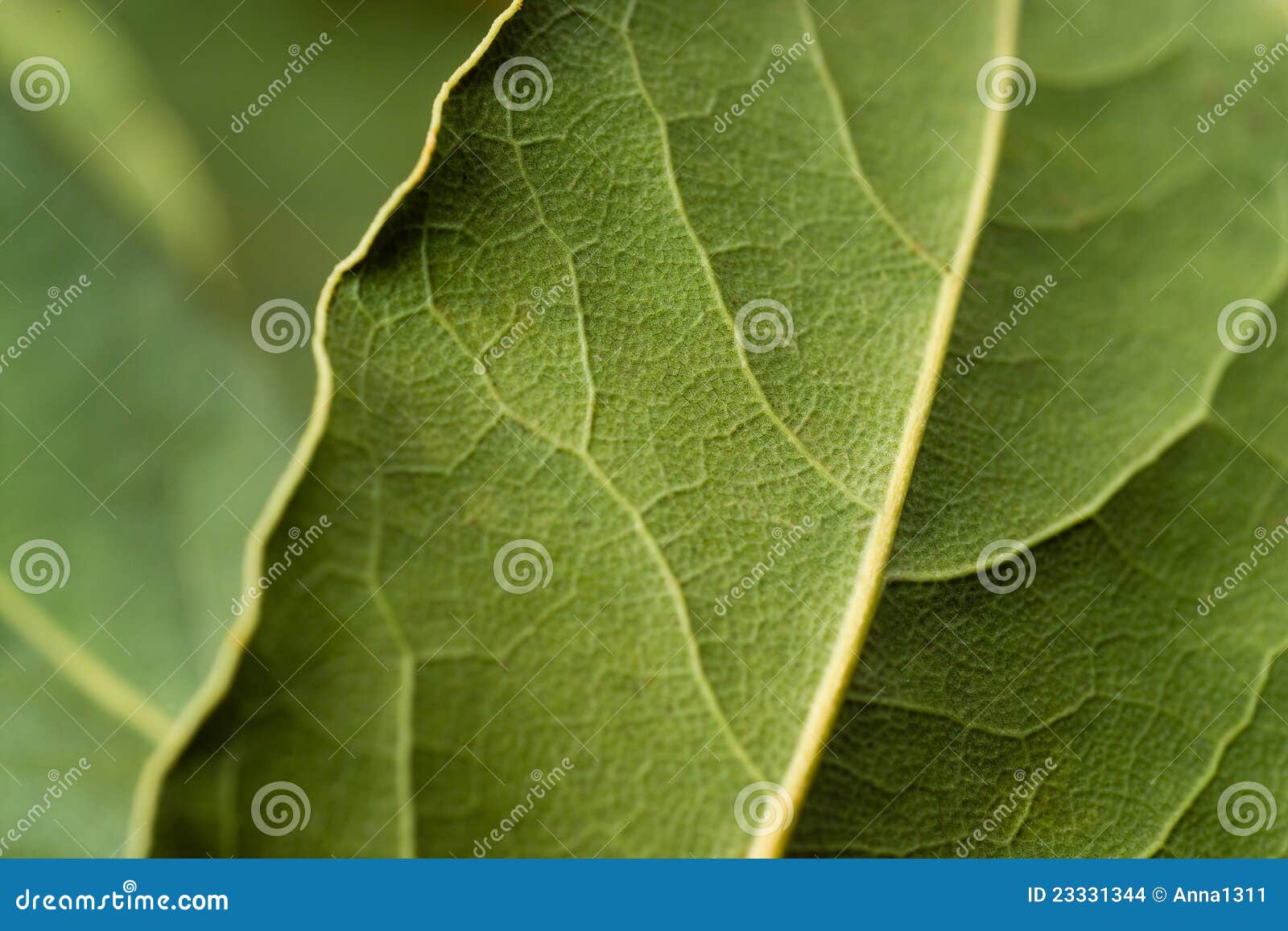 Abstract Background - Organic Green Leaves Stock Photo - Image of ...