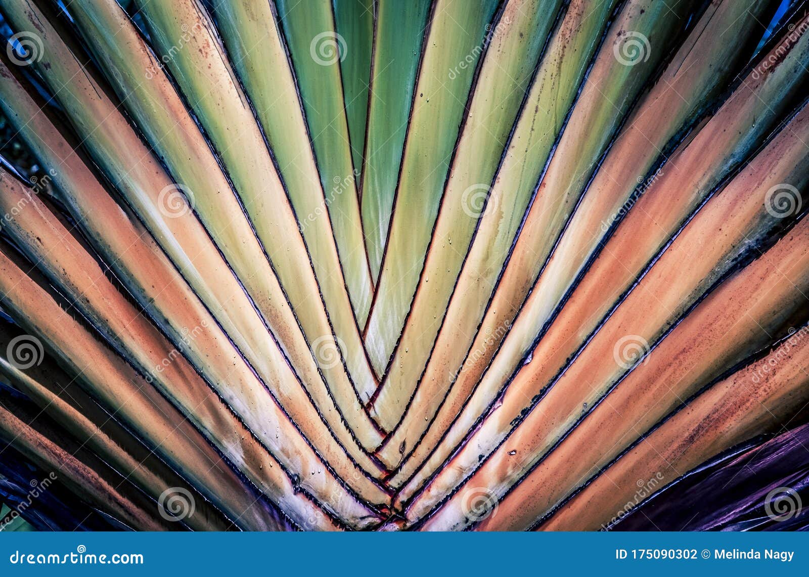 Abstract Background of Palm Leaves Stock Photo - Image of floral, leaf ...