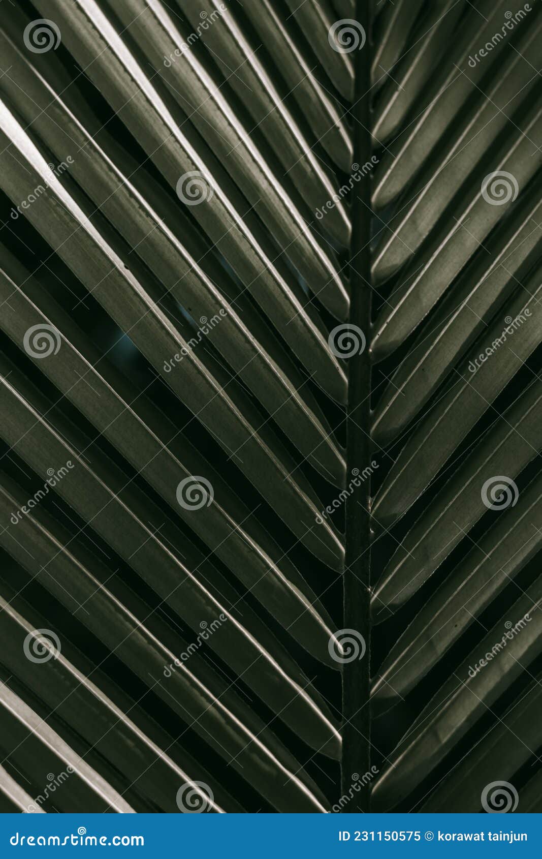Abstract Background of Pattern and Leaves of Coconut Trees that Looks ...