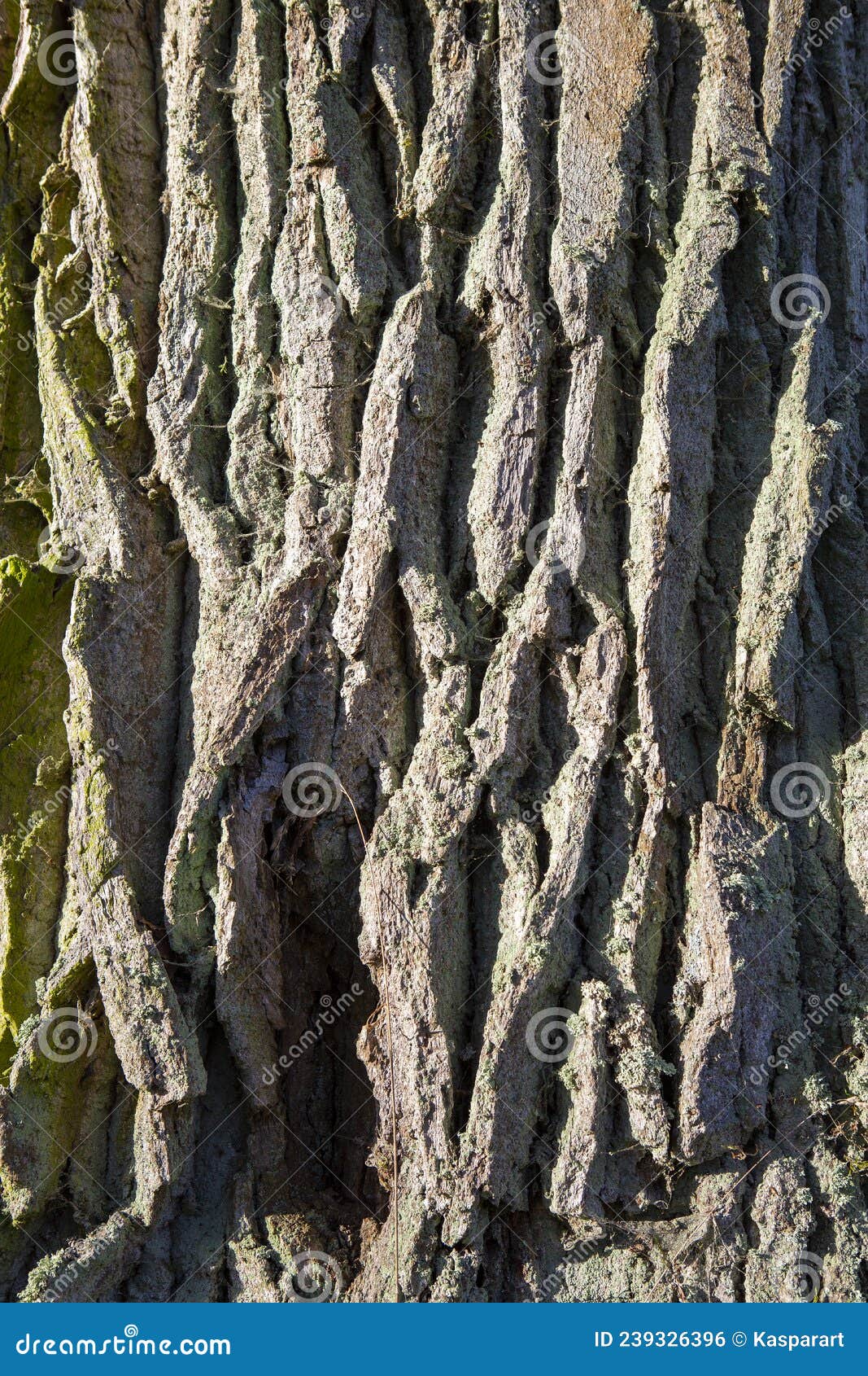 Abstract Background Pattern of an Oak Tree Bark Stock Photo - Image of ...