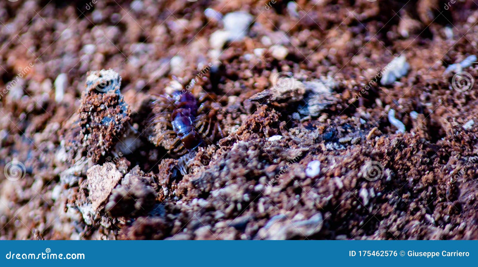 Abstract Background, Photograph of a Tree Trunk in the Process of ...