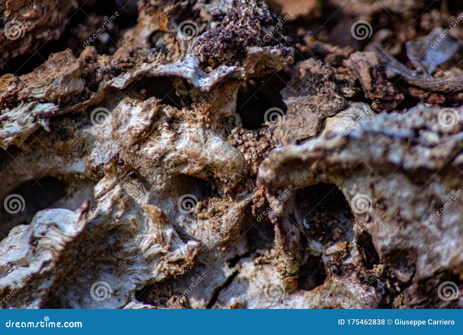 Abstract Background, Photograph of a Tree Trunk in the Process of ...