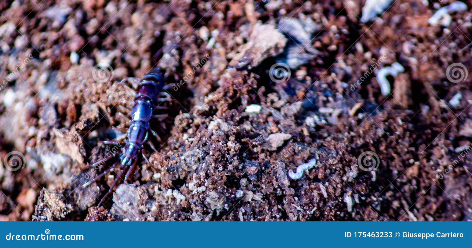 Abstract Background, Photograph of a Tree Trunk in the Process of ...