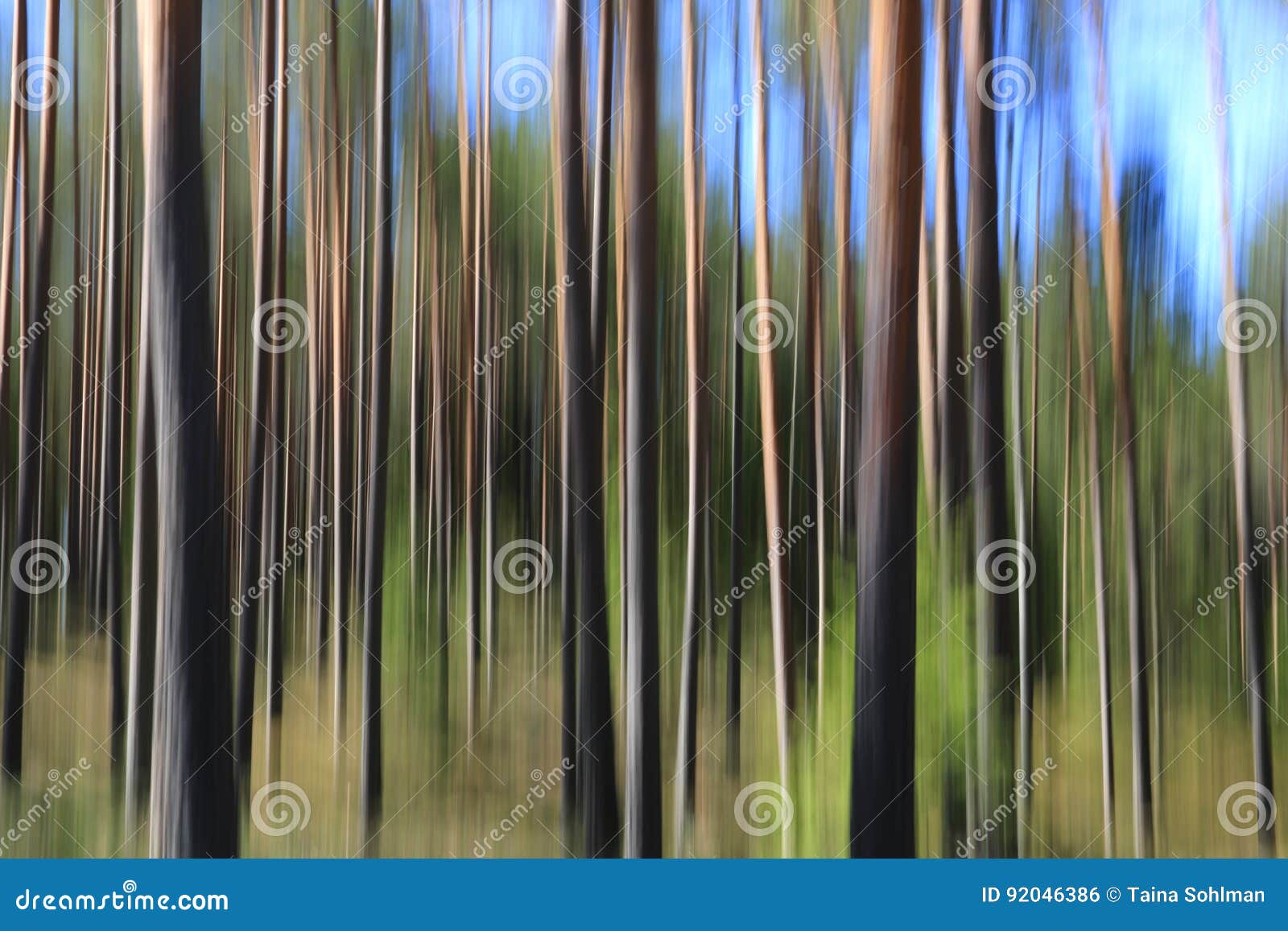 Abstract Background with Pine Tree Trunks Stock Photo - Image of motion ...