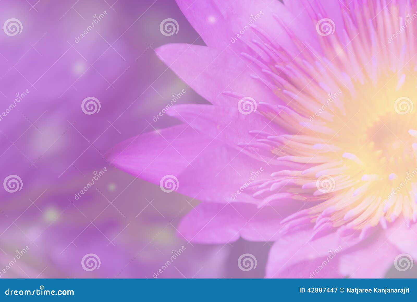 Abstract Background of Purple Lotus. Stock Image - Image of lily ...